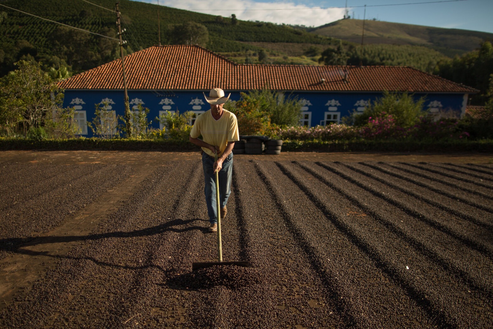 Coffee | Brazilian Farmers