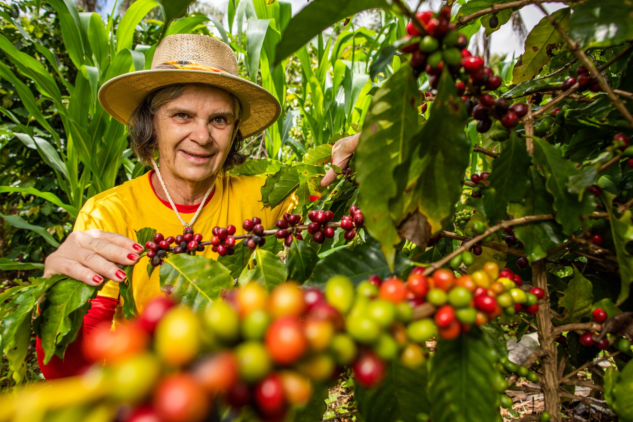 Coffee | Brazilian Farmers