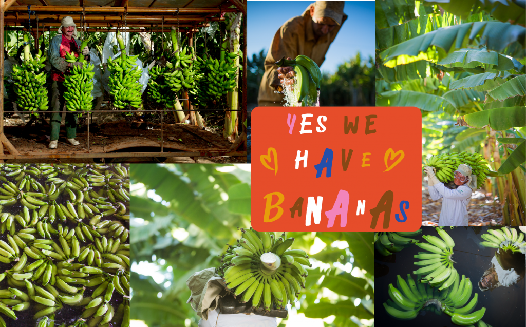 Yes, we have bananas: Brazil is the largest producer in the Americas ...