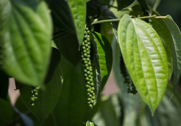 Tea & Herbs | Brazilian Farmers