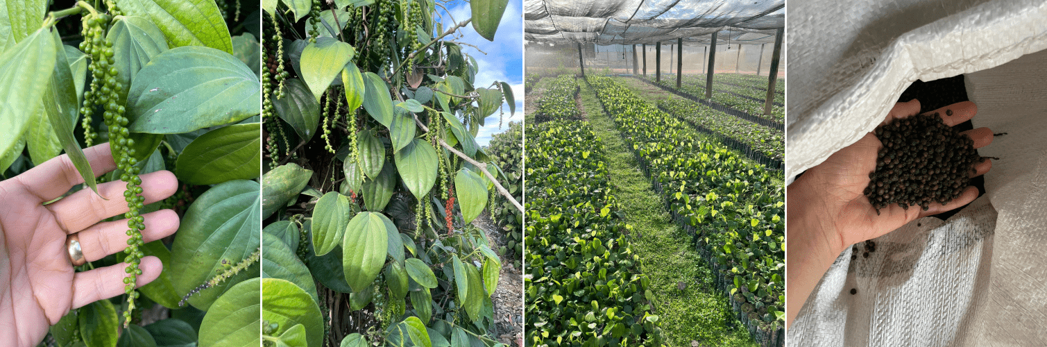 Brazilian black pepper conquers the world | Brazilian Farmers
