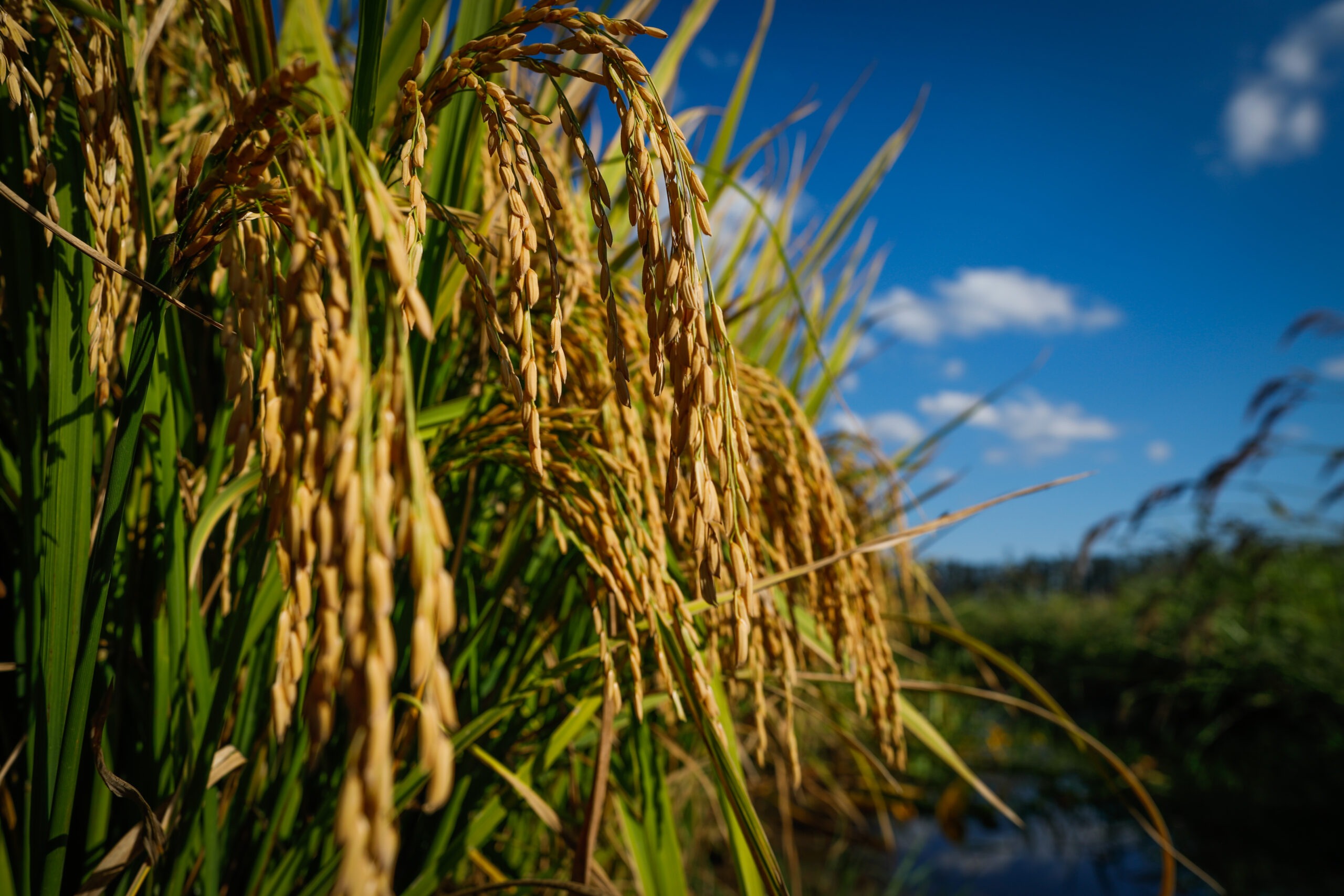 Brazilian rice fills plates from over 100 countries | Brazilian Farmers