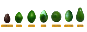 7 kinds of Brazilian avocado you should know about | Brazilian Farmers