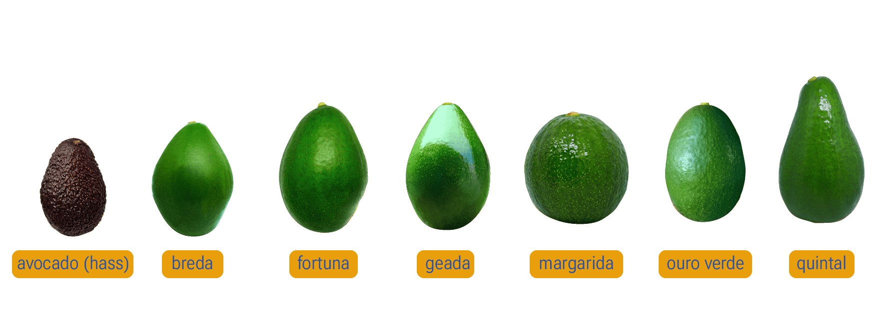 7 kinds of Brazilian avocado you should know about | Brazilian Farmers