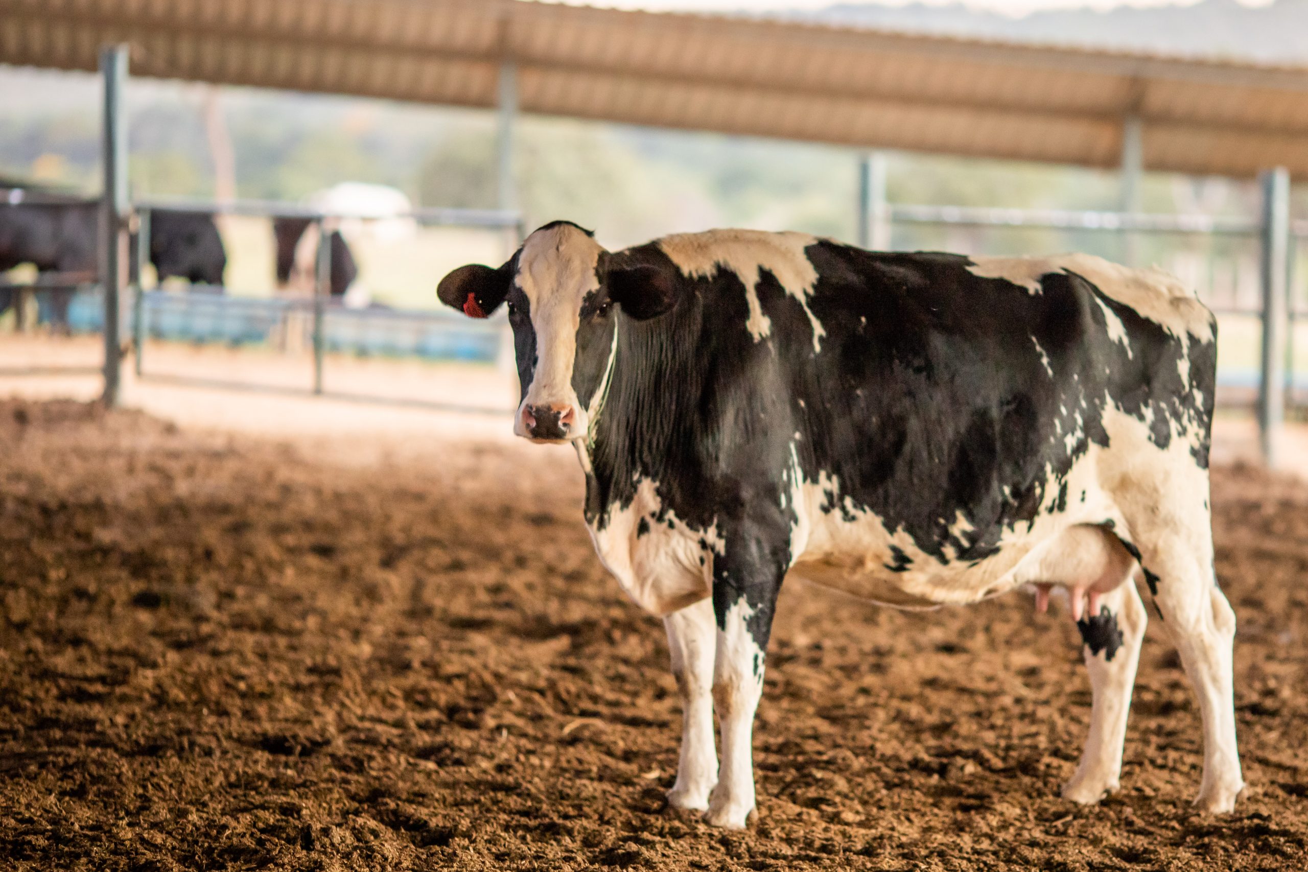 New app identifies and assesses cattle health by facial recognition ...