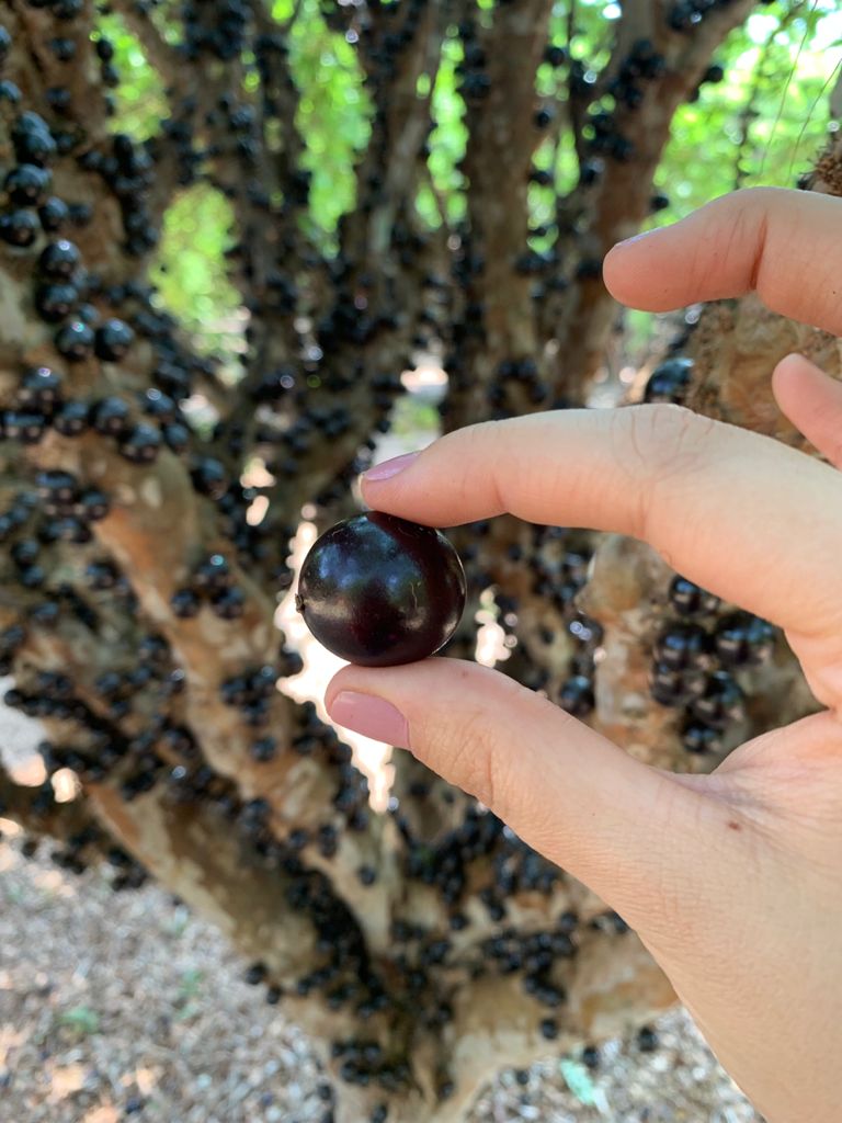 Jabuticaba: the sweet Brazilian flavor | Brazilian Farmers
