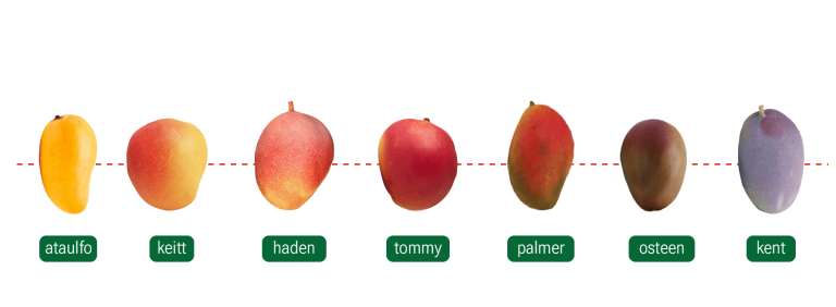Mango: 7 varieties of a tropical global passion | Brazilian Farmers