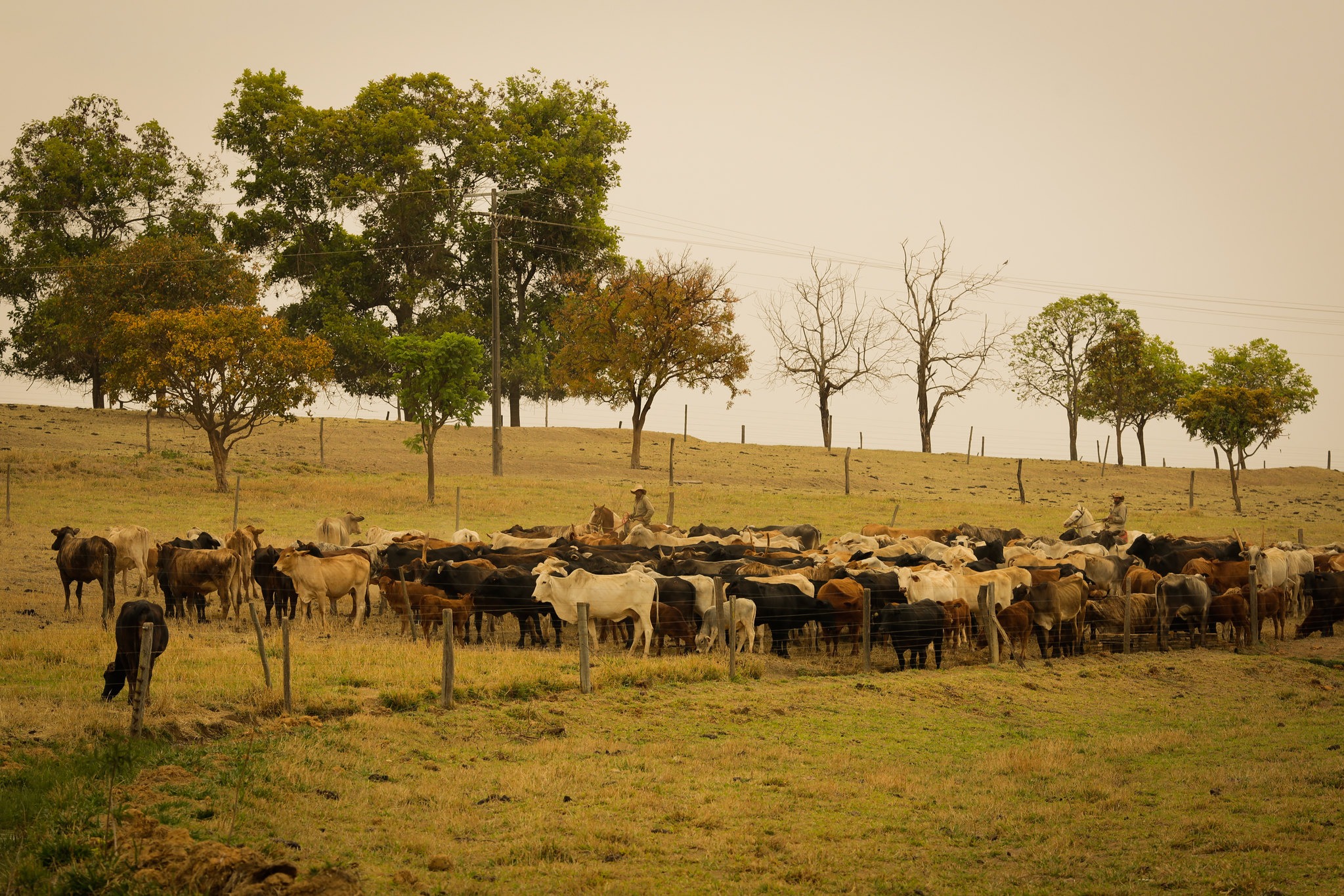 Brazilian farmers and executives launch a new platform for cattle ...