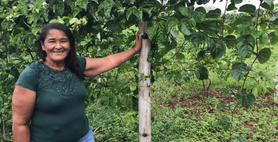 Innovation improves fruit production in central Brazil | Brazilian Farmers
