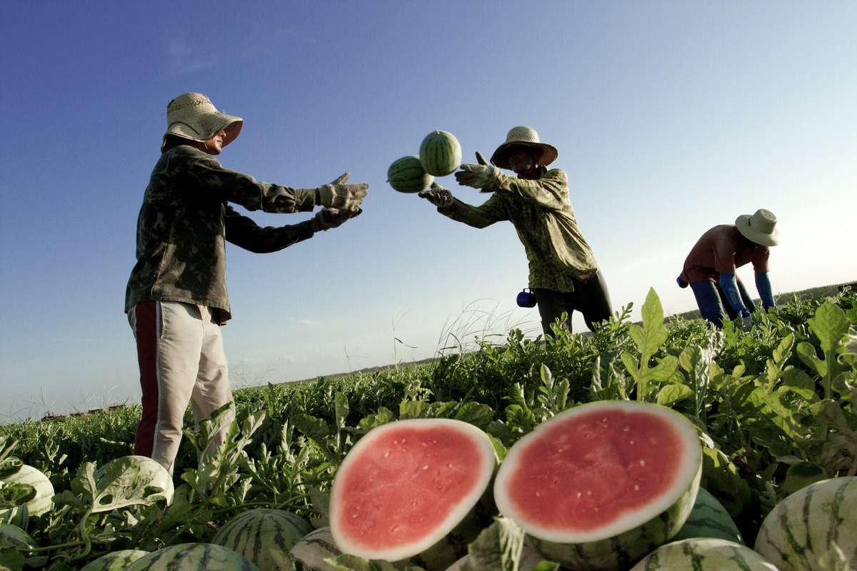 Brazilian fruit farming: diversity and sustainability to feed Brazil ...