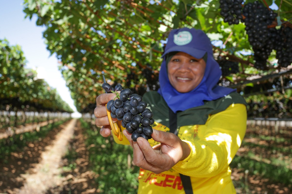 Brazilian fruit farming: diversity and sustainability to feed Brazil ...