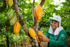 Brazilian fruit farming: diversity and sustainability to feed Brazil ...