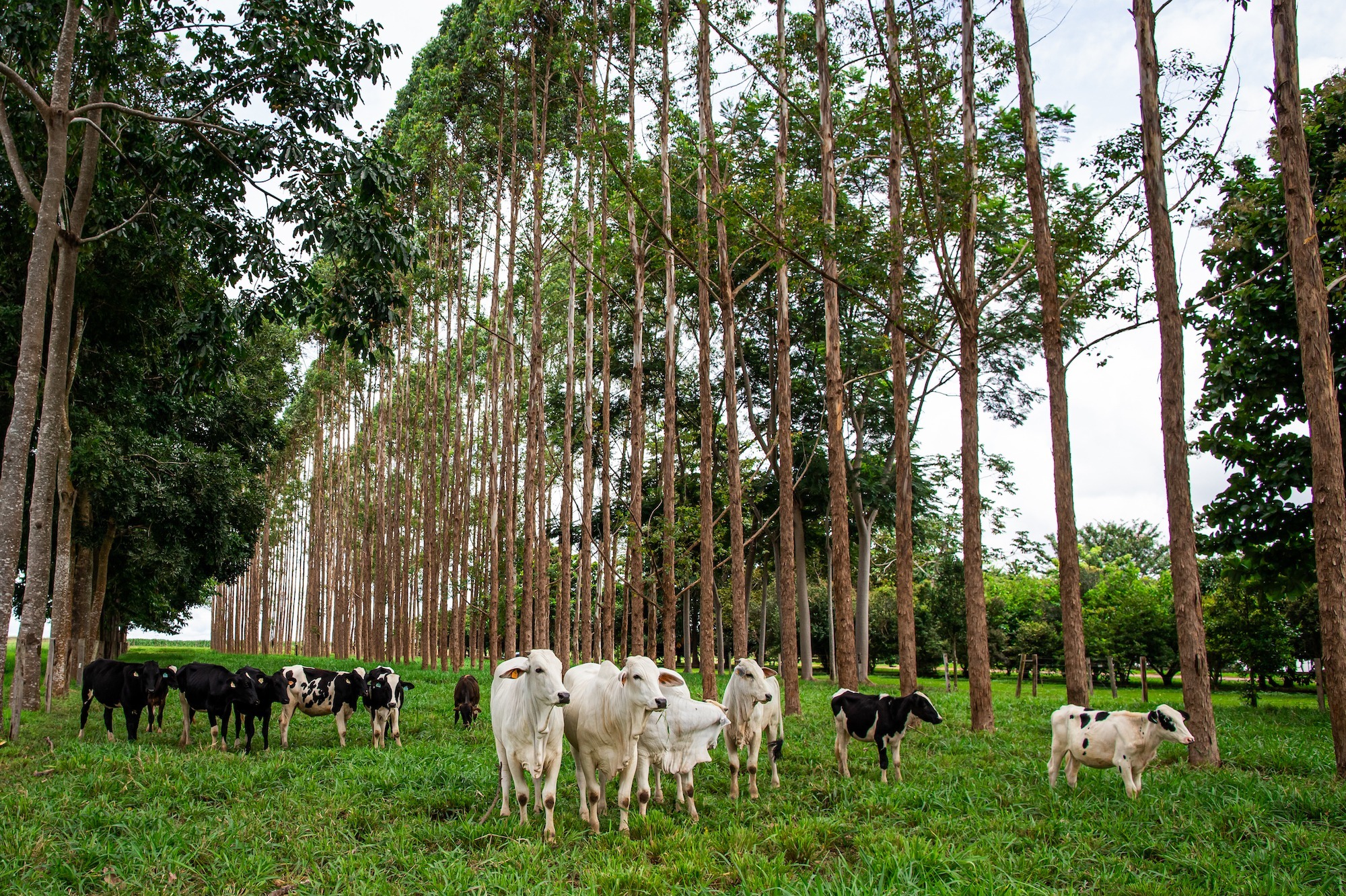 Extension services can promote pasture restoration, shows Brazilian ...