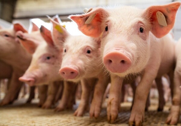 Pork | Brazilian Farmers