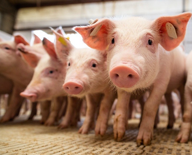 Brazilian pork: when tradition meets technology | Brazilian Farmers