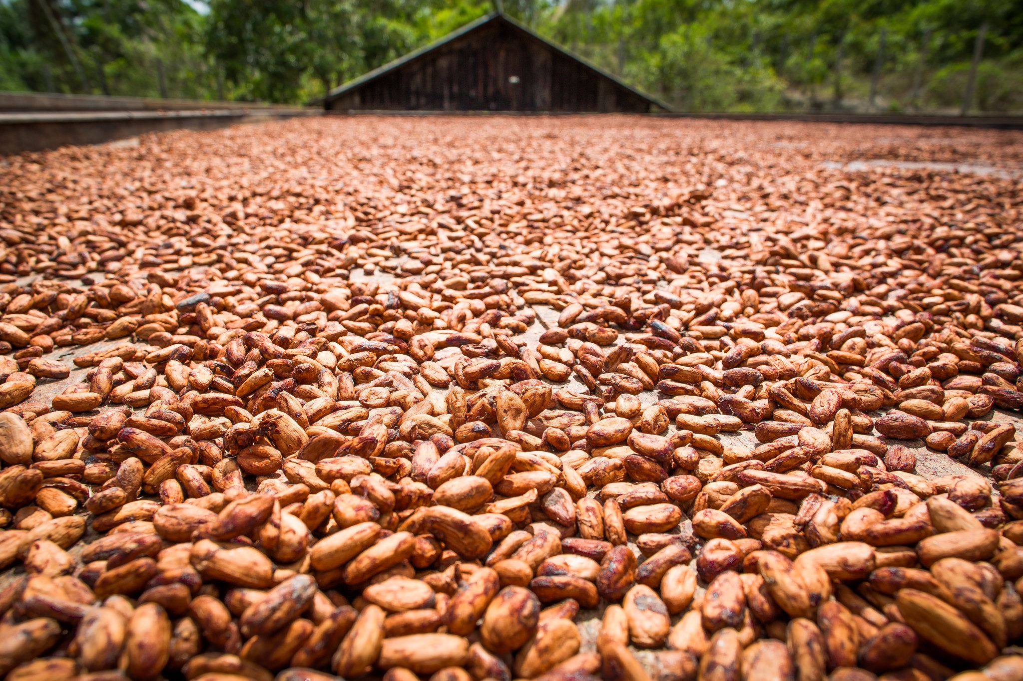 Cocoa & Chocolate | Brazilian Farmers