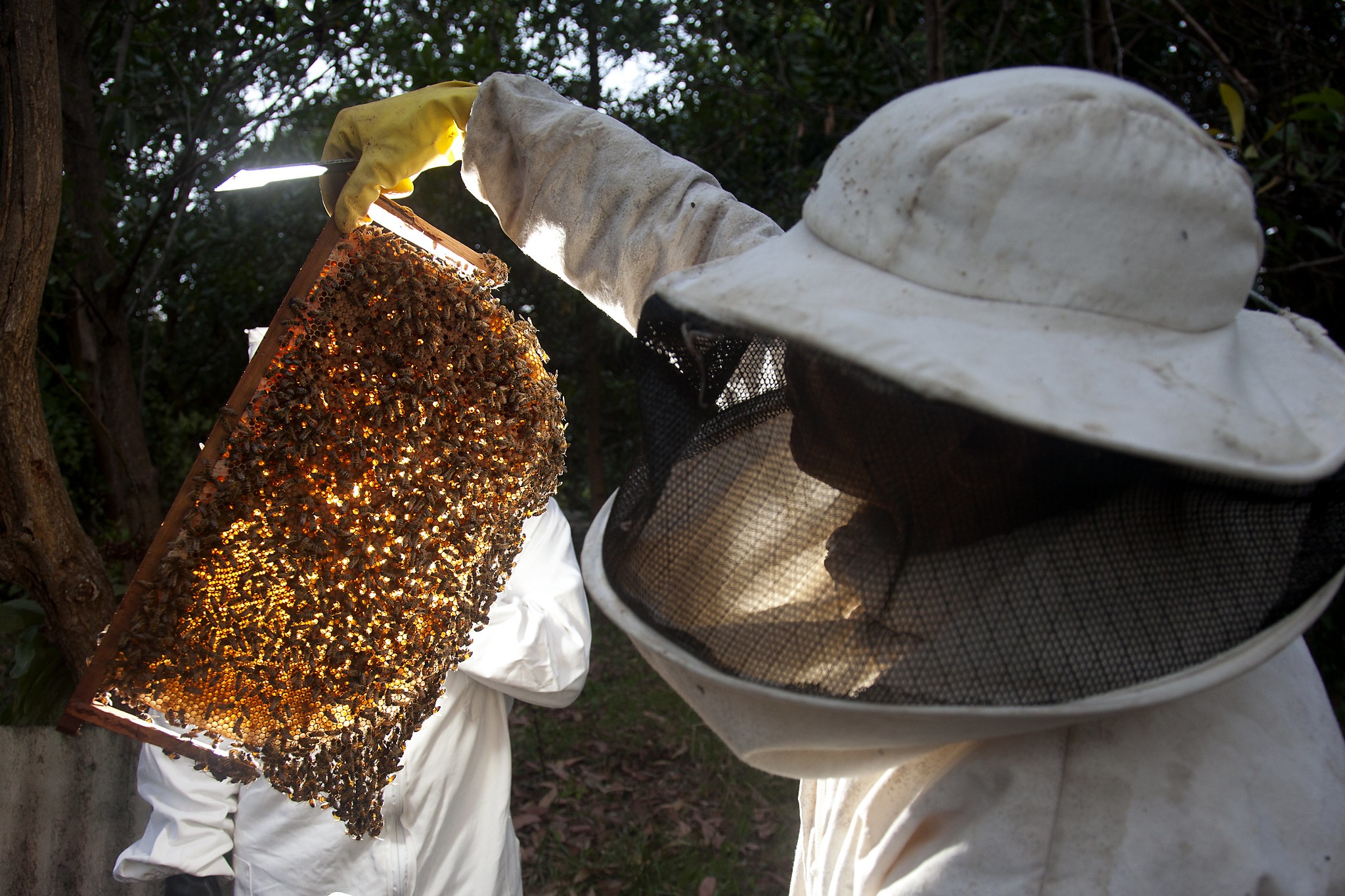 Honey | Brazilian Farmers