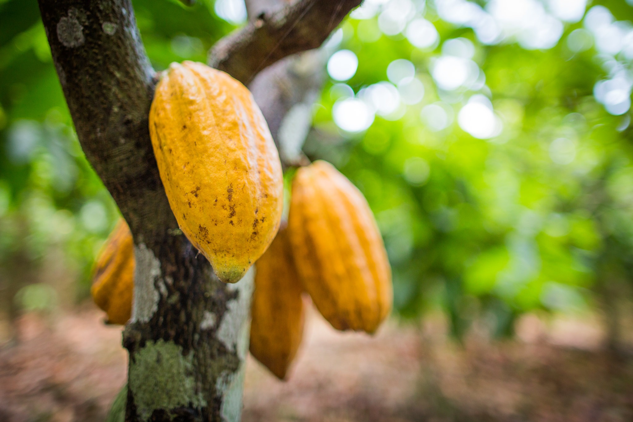 Cocoa & Chocolate | Brazilian Farmers