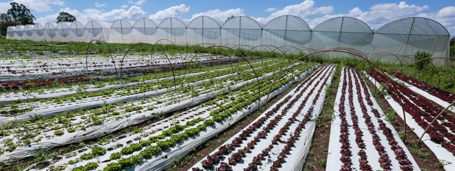 Vegetables | Brazilian Farmers