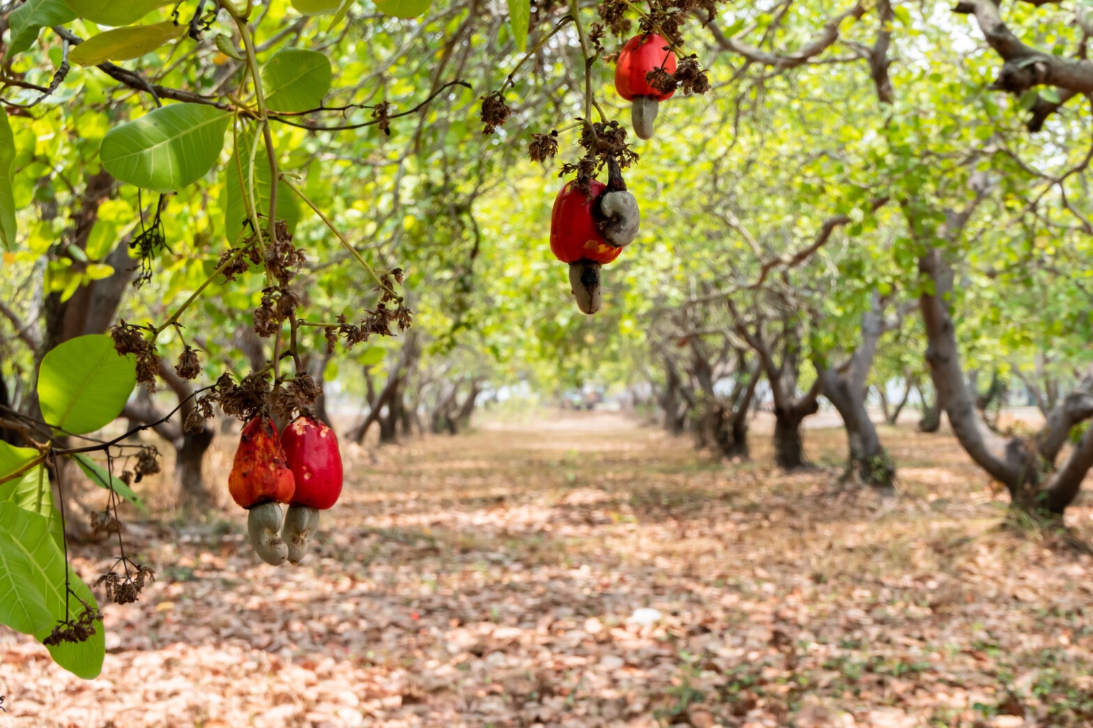 Nuts | Brazilian Farmers