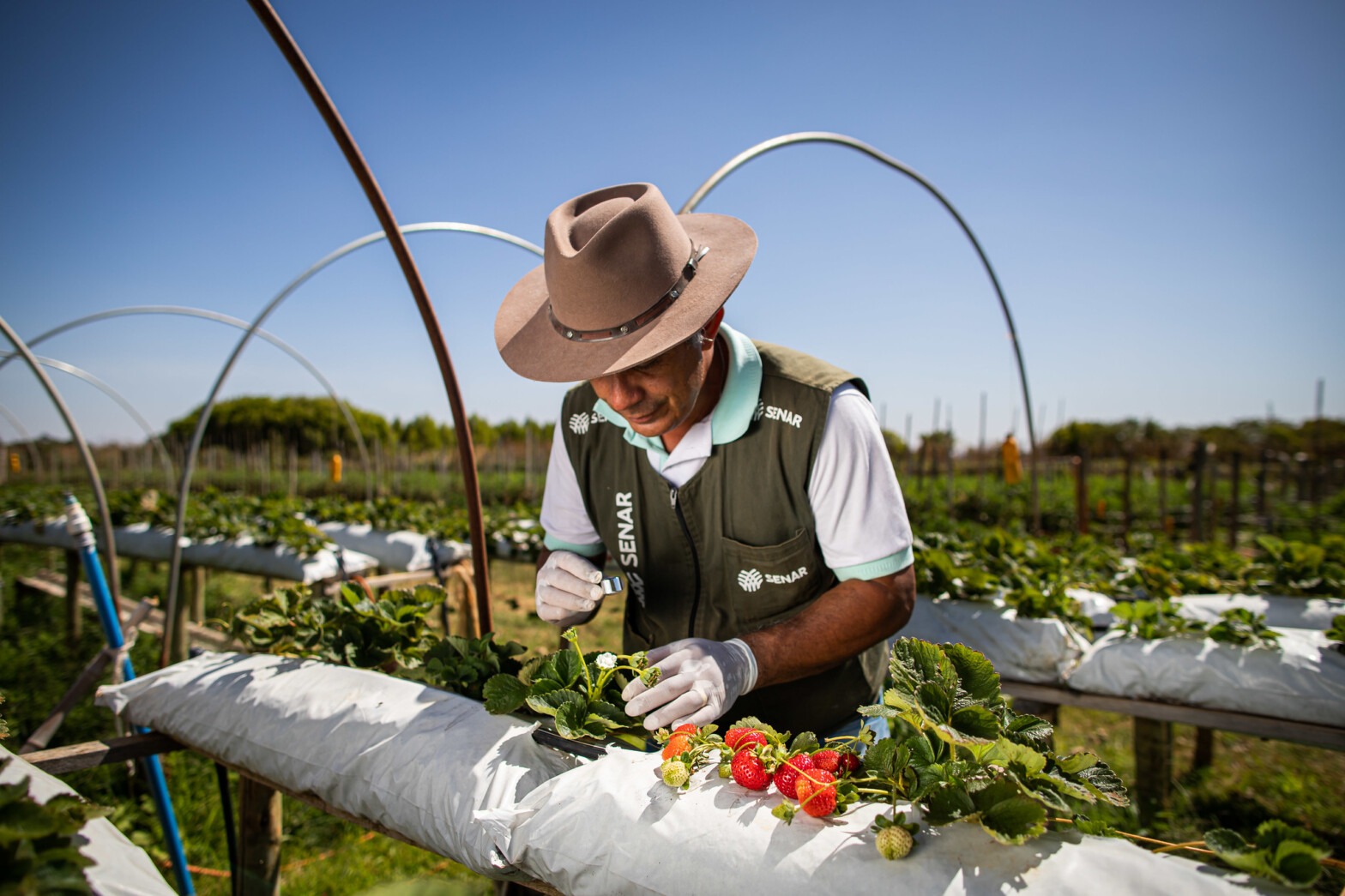 Fruit & Juices | Brazilian Farmers