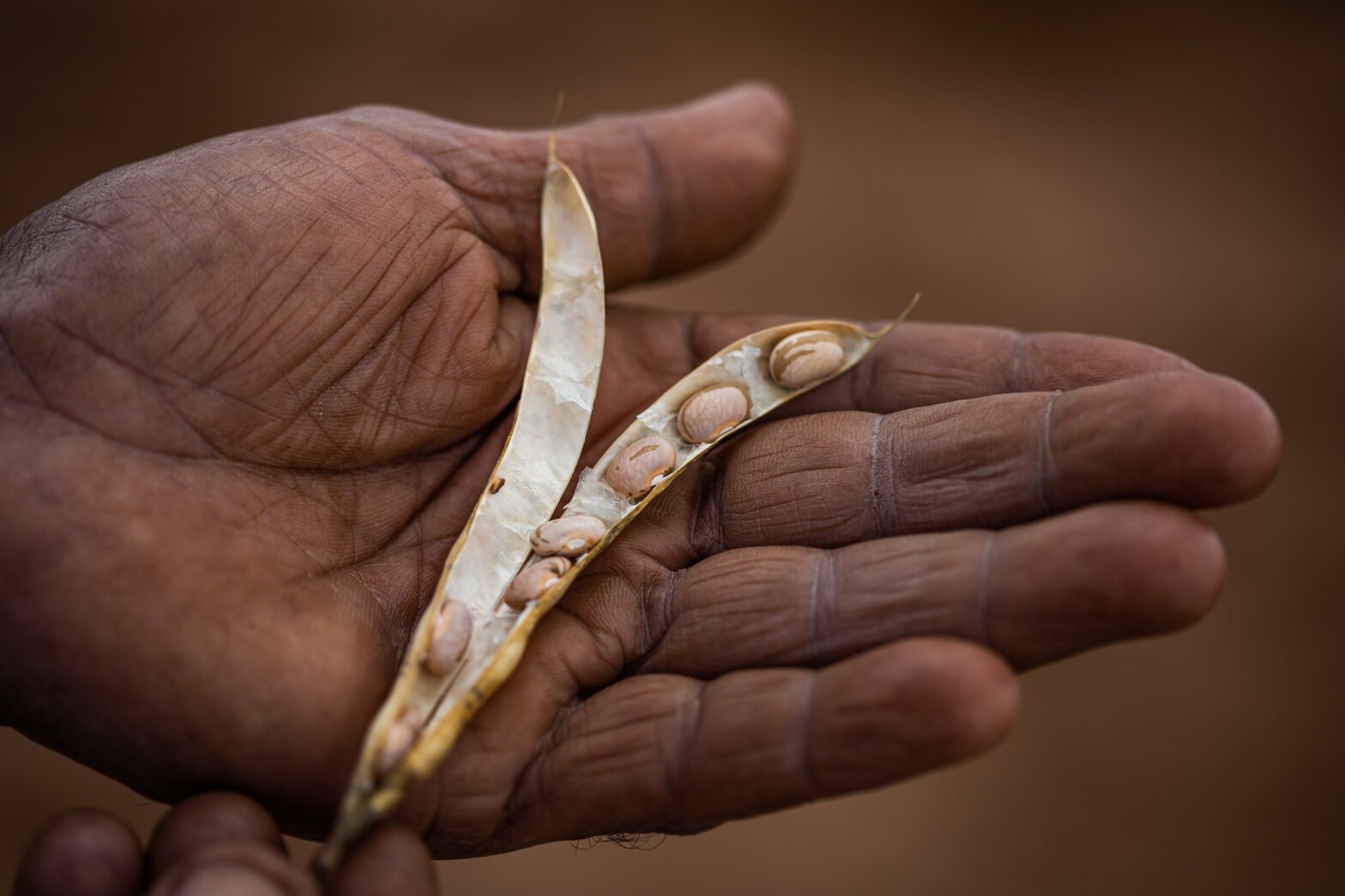 Find out about the Amazon products that are grown sustainably ...