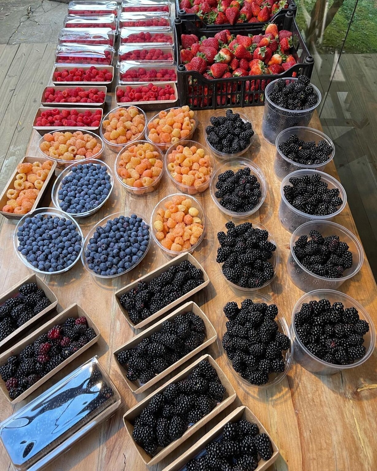 Innovative Brazilian Farmers are committed to blueberry cultivation ...