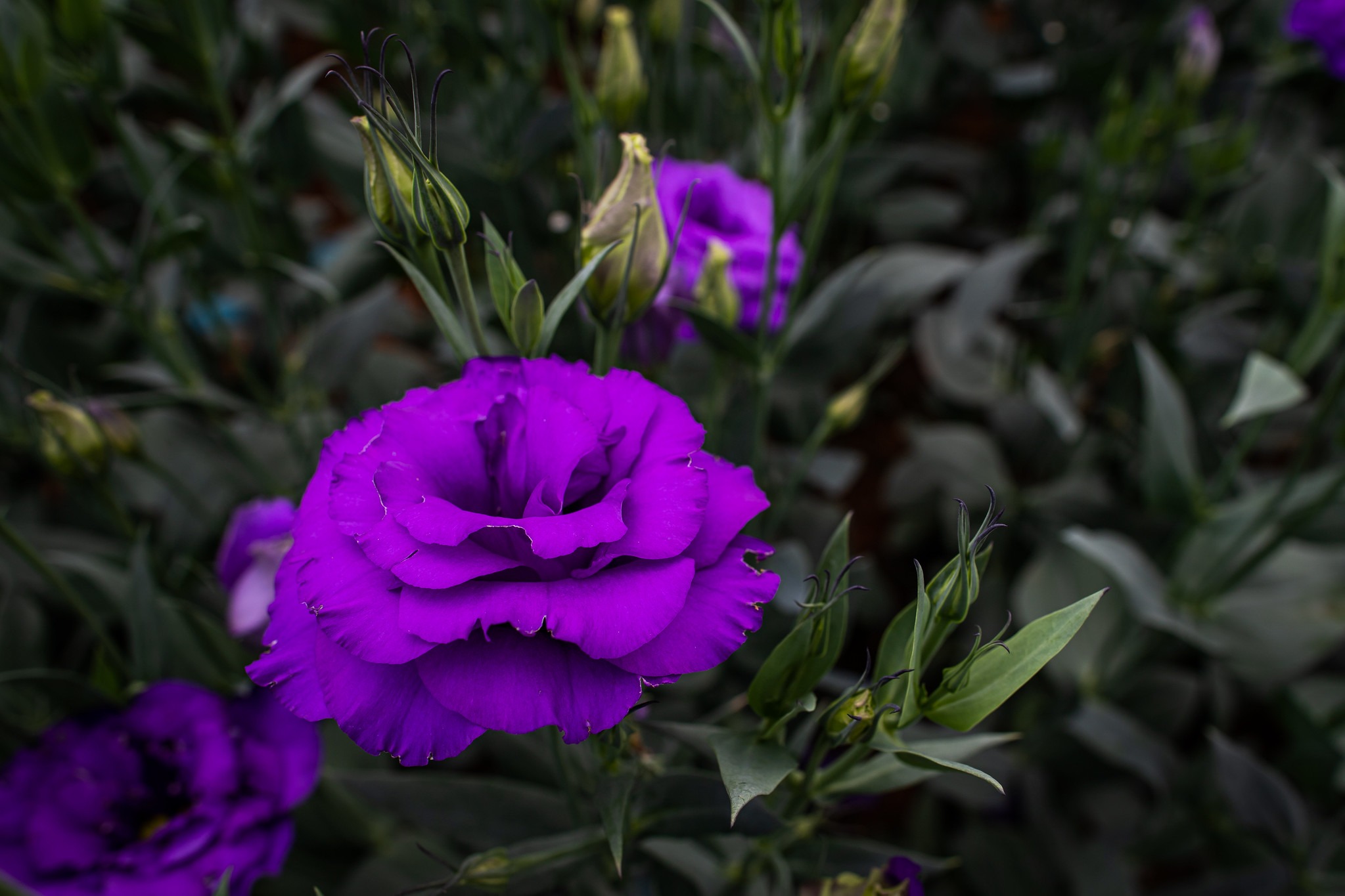 Brazilian flower market reaches R$ 10.9 billion in 2021 | Brazilian Farmers