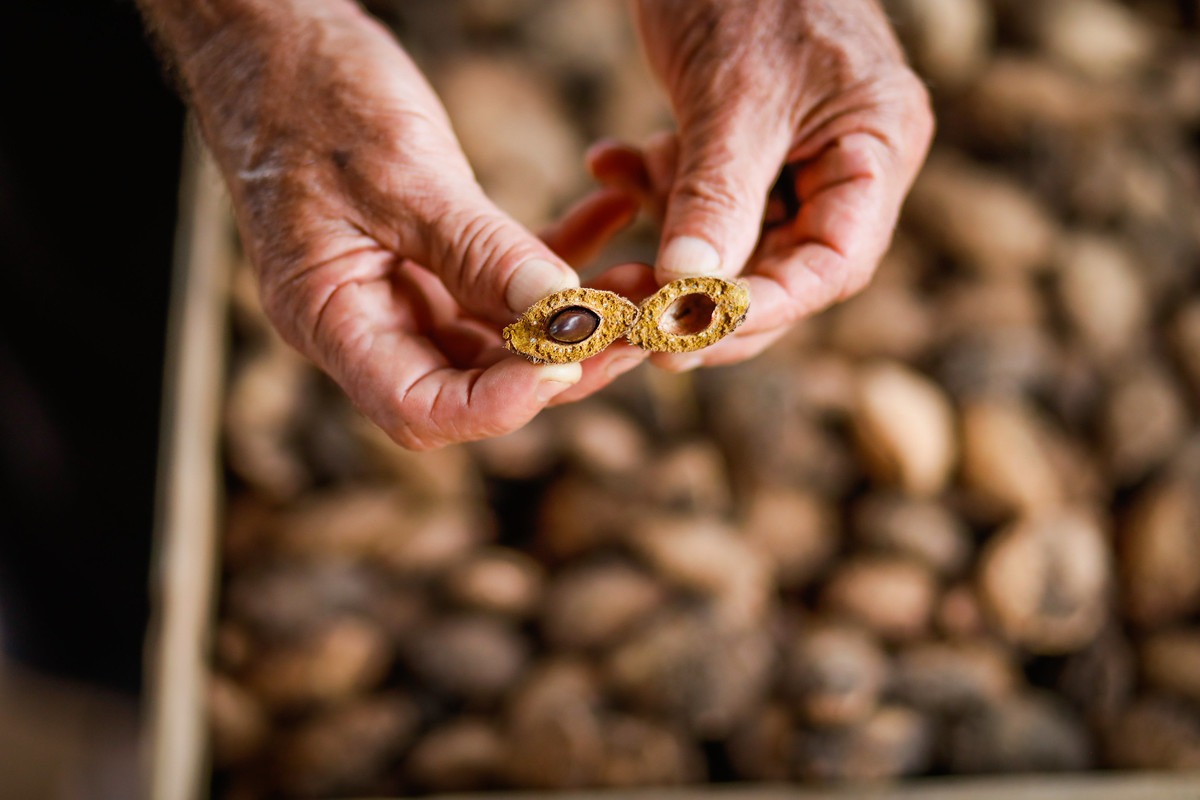 Baru nut, from the Brazilian Cerrado to the world | Brazilian Farmers