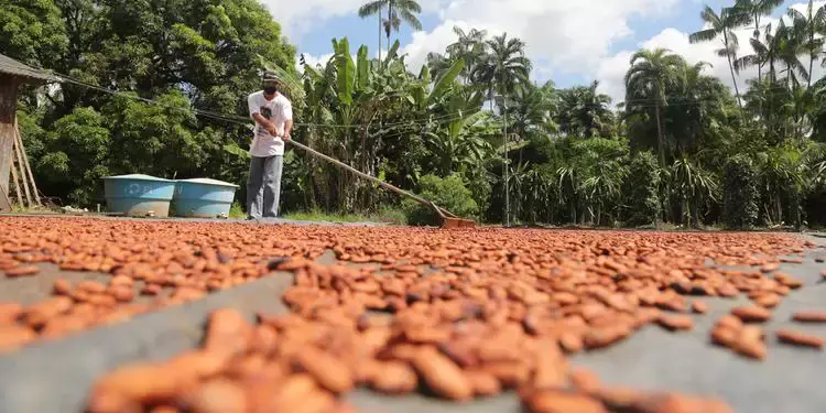 Northern Brazil cocoa grows with training for farmers | Brazilian Farmers