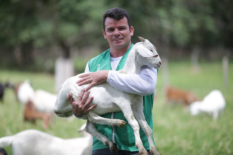 Training increases sheep and goat production in Brazil | Brazilian Farmers