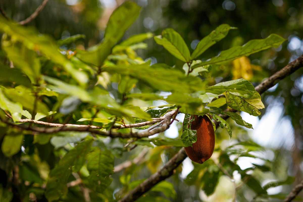 "Cupulate": Brazilian farmers find a different ingredient for chocolate ...