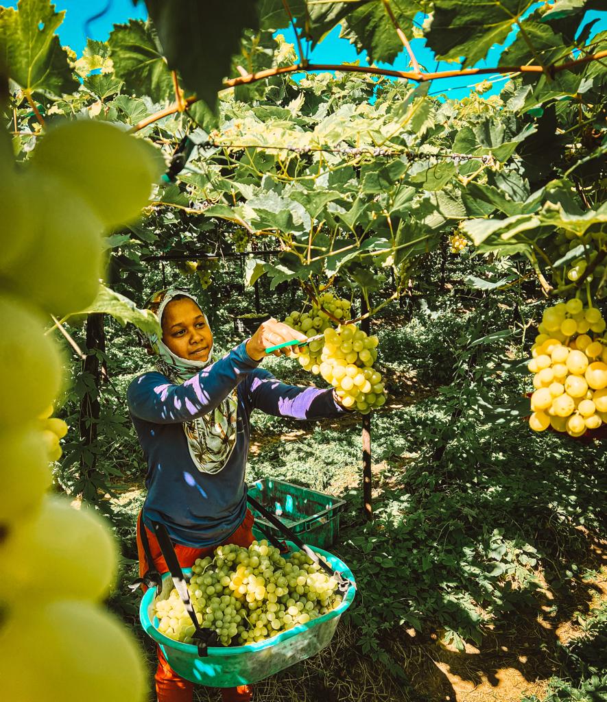 Sustainability and terroir: exploring the booming Brazilian wine market ...