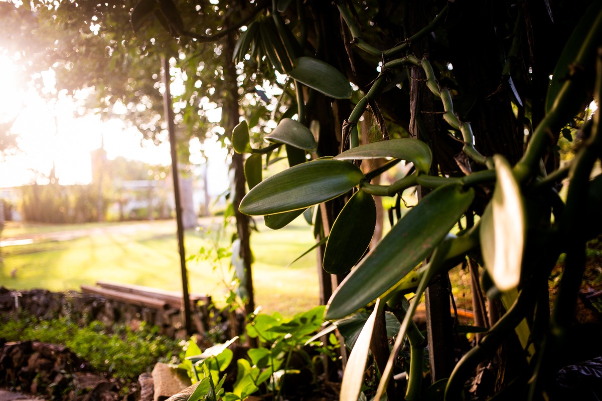 Brazilian native vanilla draws attention from high gastronomy ...