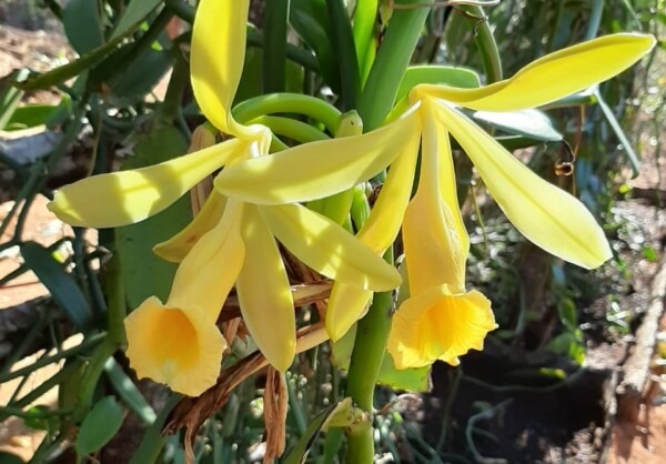 Flowers | Brazilian Farmers
