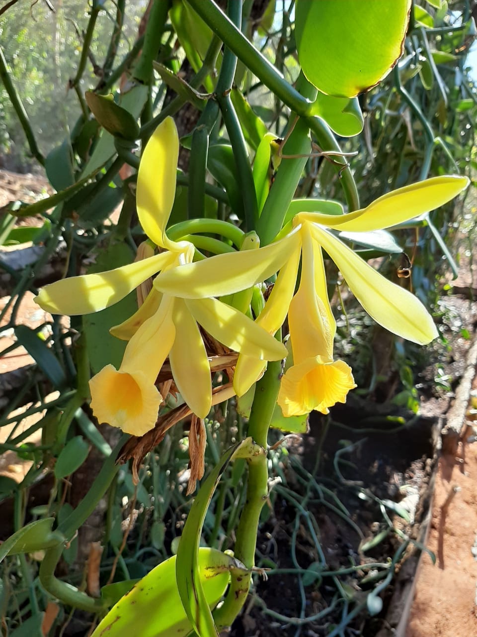 Brazilian native vanilla draws attention from high gastronomy ...