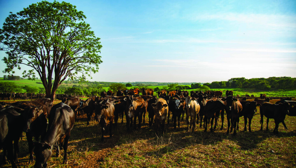 Women in agriculture: sustainability and animal welfare | Brazilian Farmers