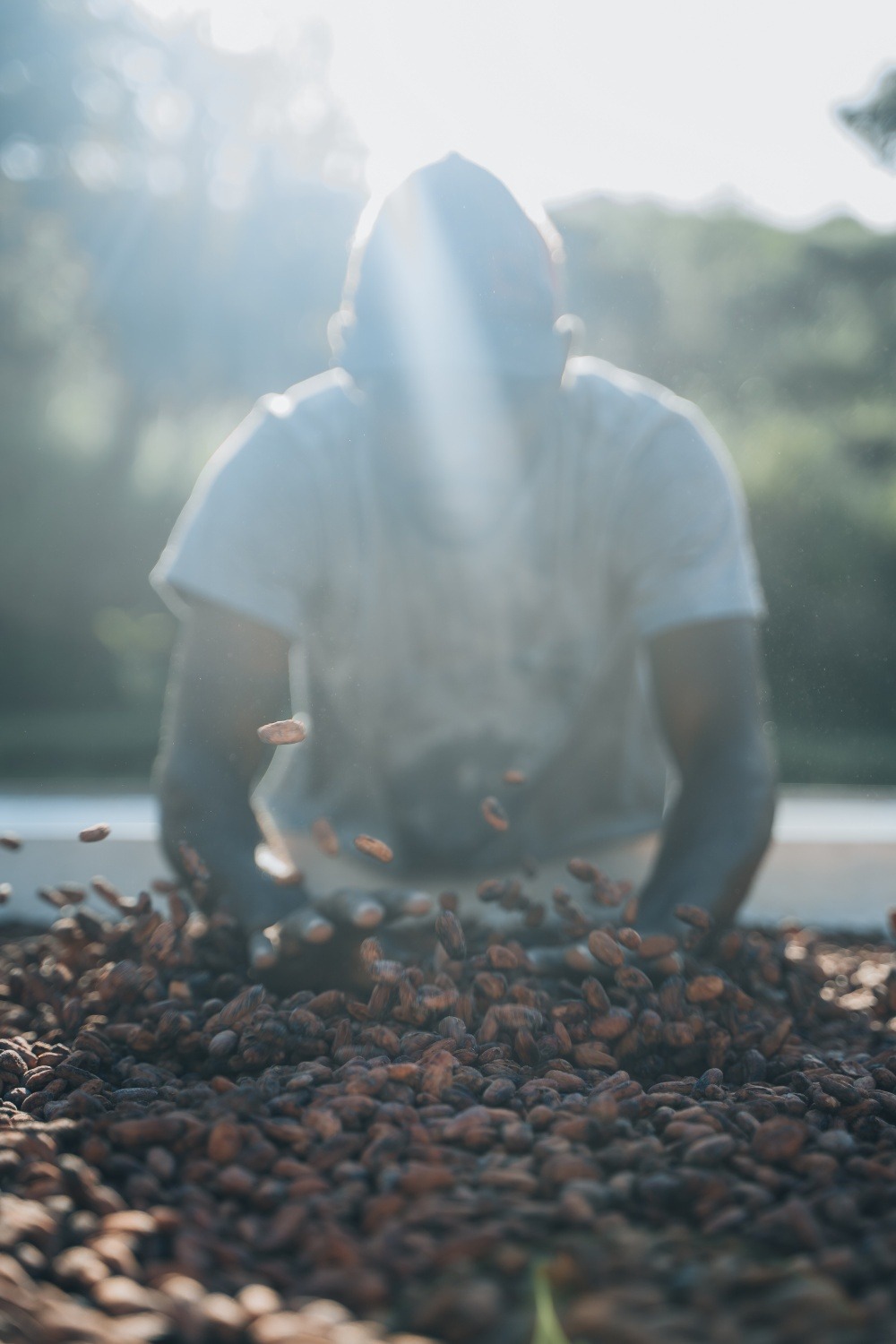 The Brazilian cocoa path to Swiss chocolate | Brazilian Farmers