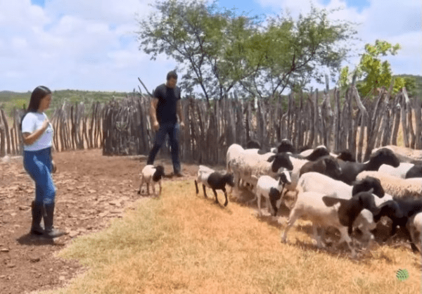 Training and technical assistance enhance sheep raising in Brazil ...