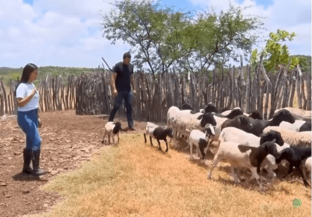 Training and technical assistance enhance sheep raising in Brazil ...