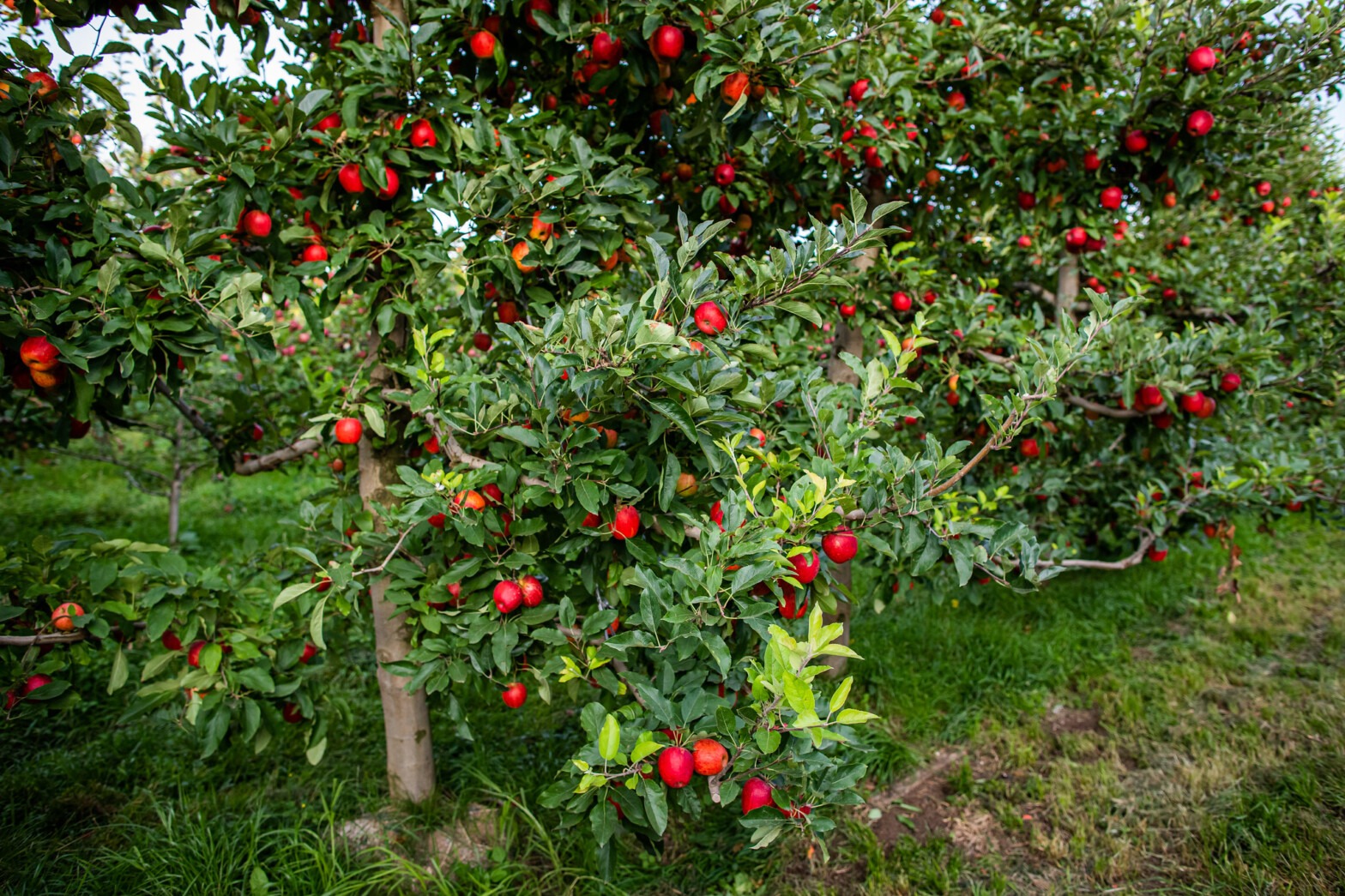 Brazilian 2022-2023 apple harvest promises even sweeter and more ...