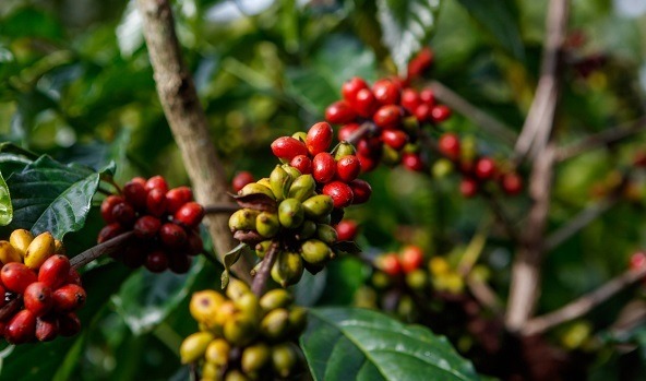 Coffee | Brazilian Farmers