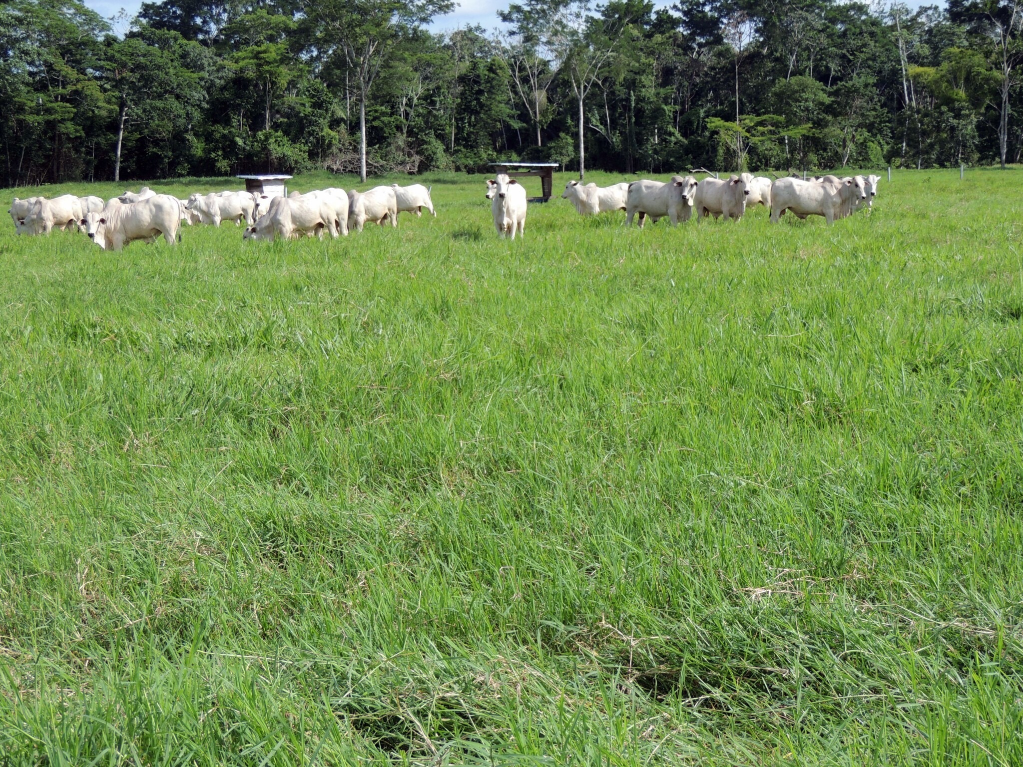 Technology transforms food production in Acre, Brazilian Amazon state ...