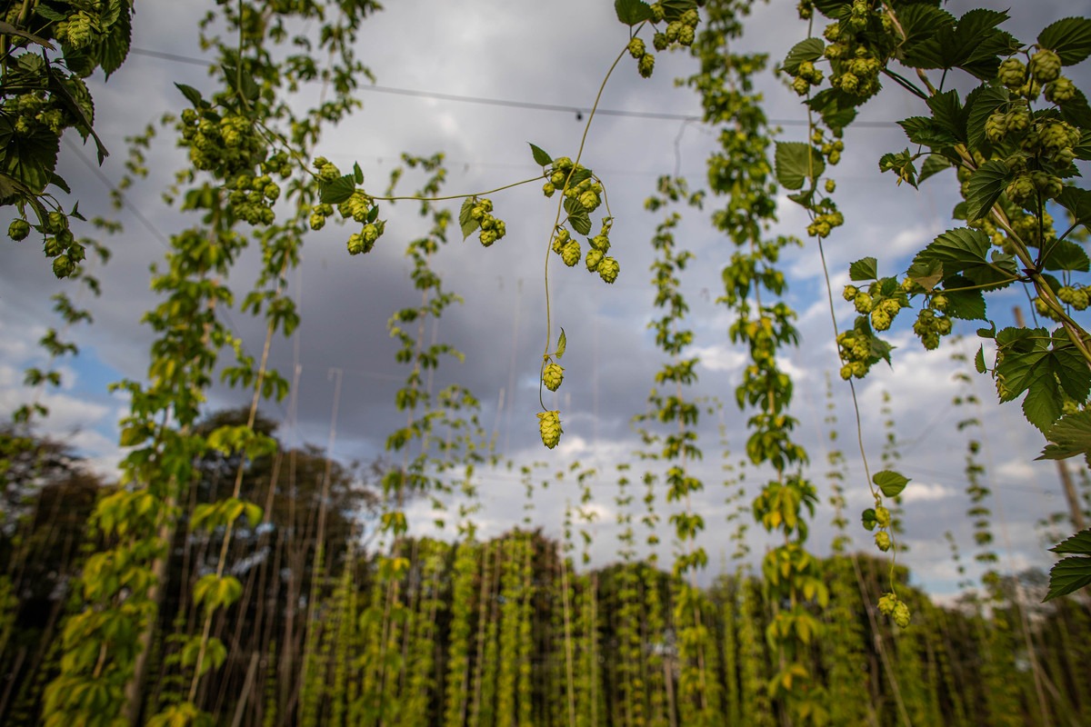 Rise of hops production in Brazil: heading towards the top of Latin ...
