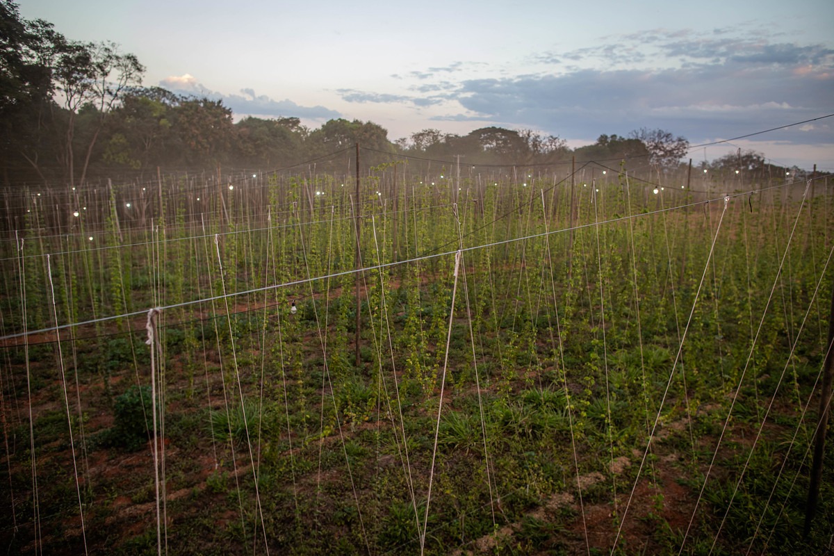 Rise of hops production in Brazil: heading towards the top of Latin ...