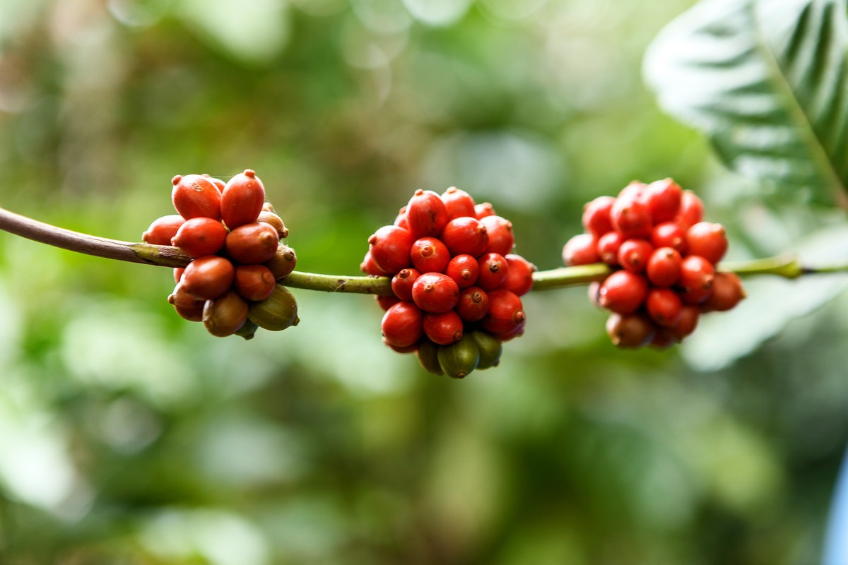 Here is everything you need to know about Brazilian coffee | Brazilian ...