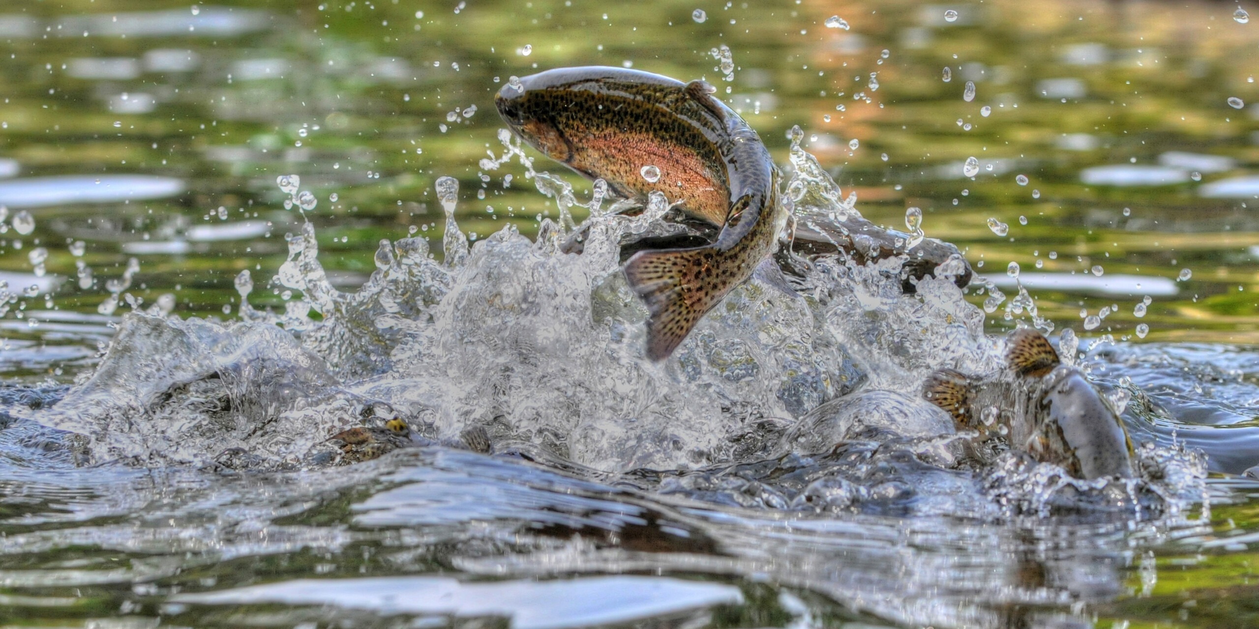 Genomic test: Tool enhances and ensures top-quality trout production in ...