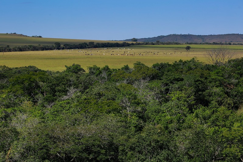 Here's everything you need to know about the Brazilian forestry ...