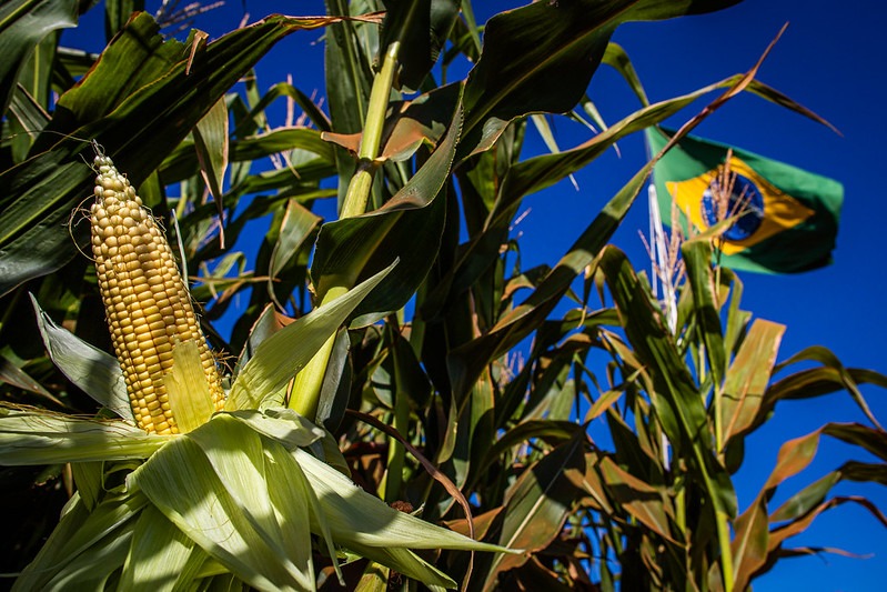 Nurturing tradition in every bite with the golden grains of Brazilian ...
