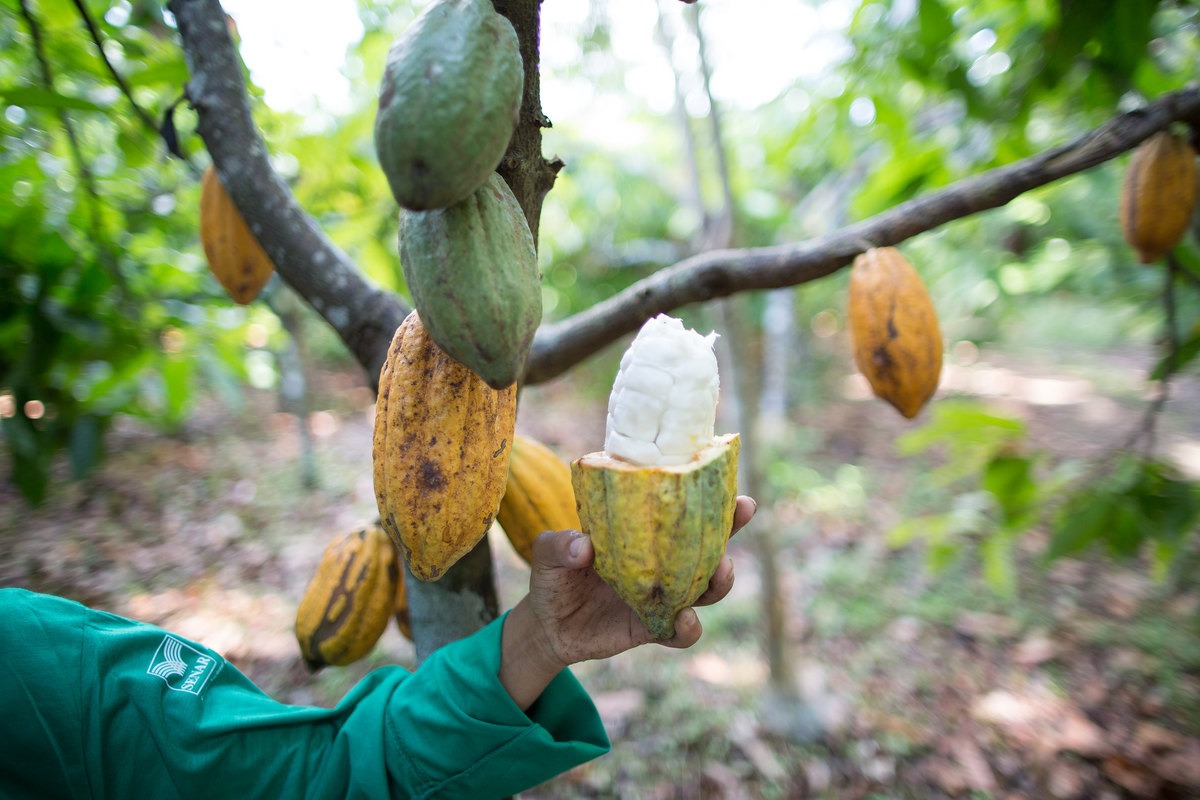 Discover the Brazilian cocoa from Rondônia, recently granted a ...